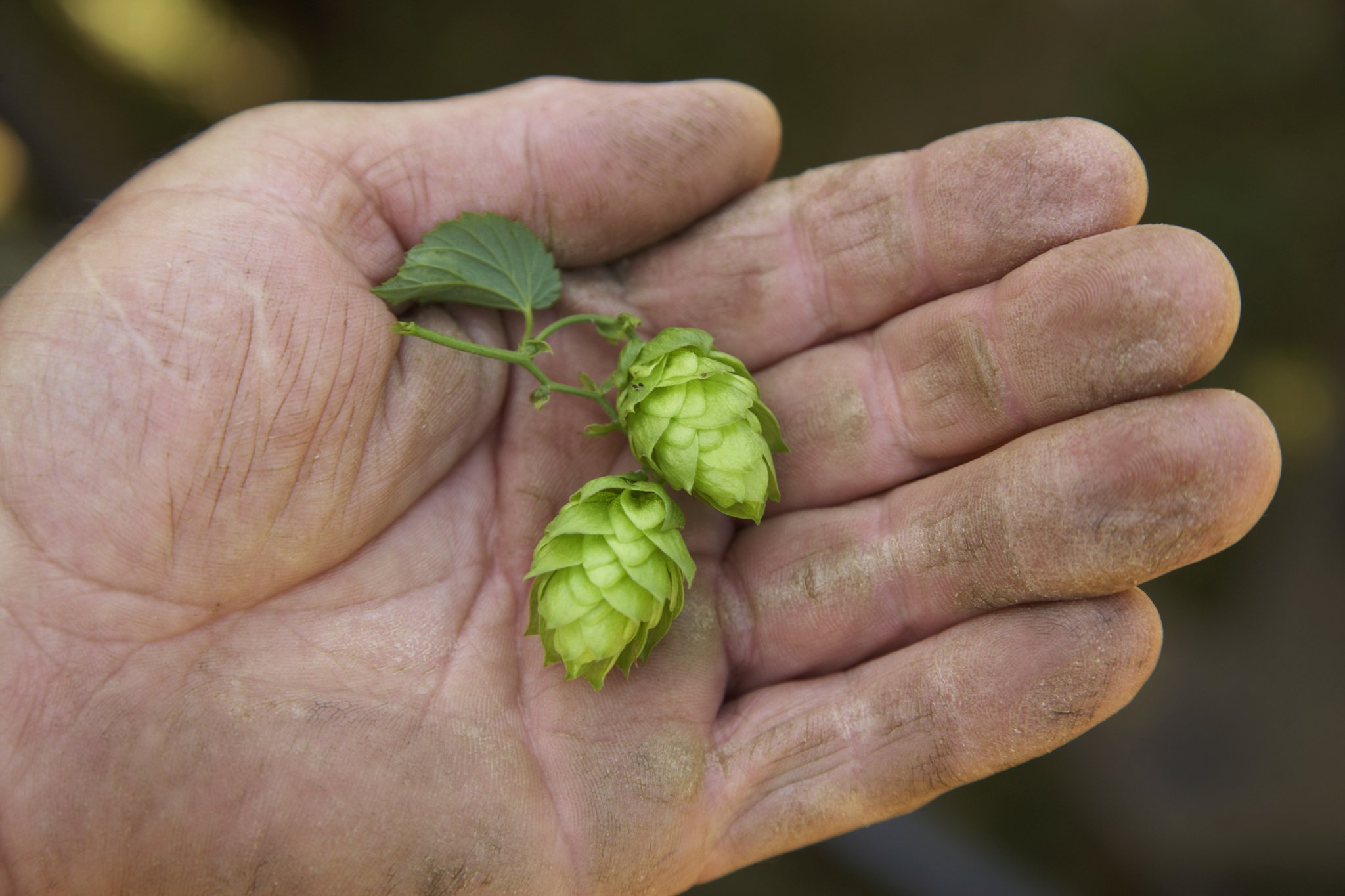 Hopfen & Bier: Schwerpunktwochen im Bio.Garten.Eden - Rohrbach