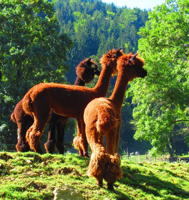 Alpen Wildpark: Wildpark - Villach