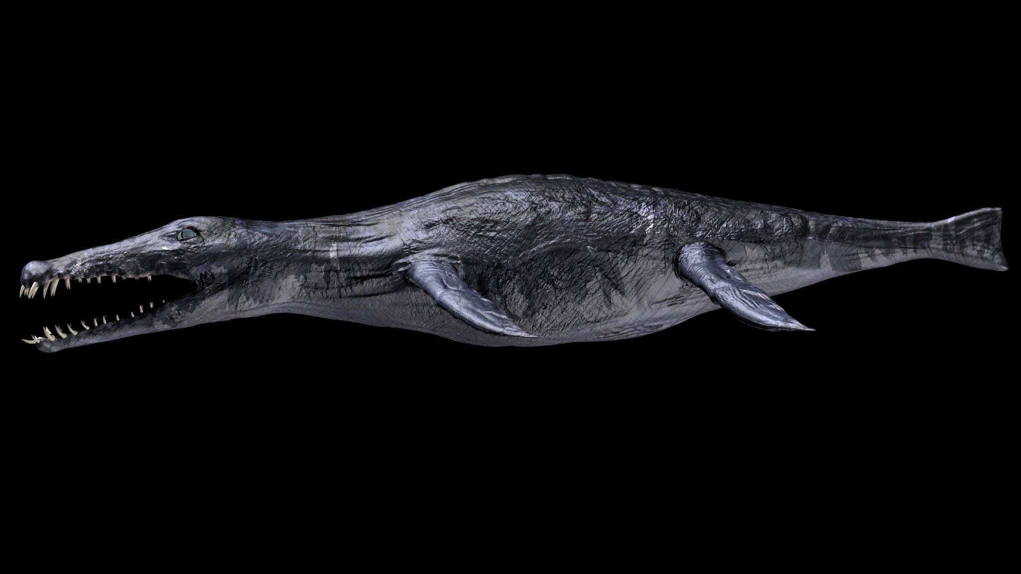 Naturhistorisches Museum Wien: NHM-Paläontologe entdeckt Pliosaurier ...