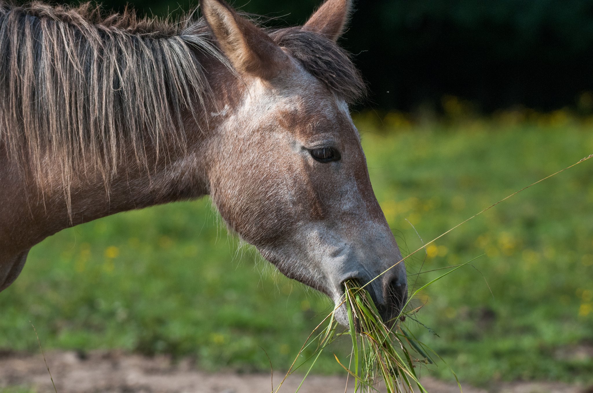 Maultier - Waidhofen/Thaya