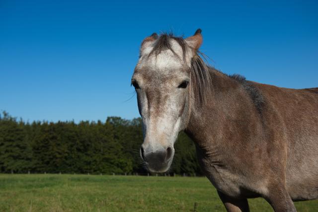 Maultier - Waidhofen/Thaya
