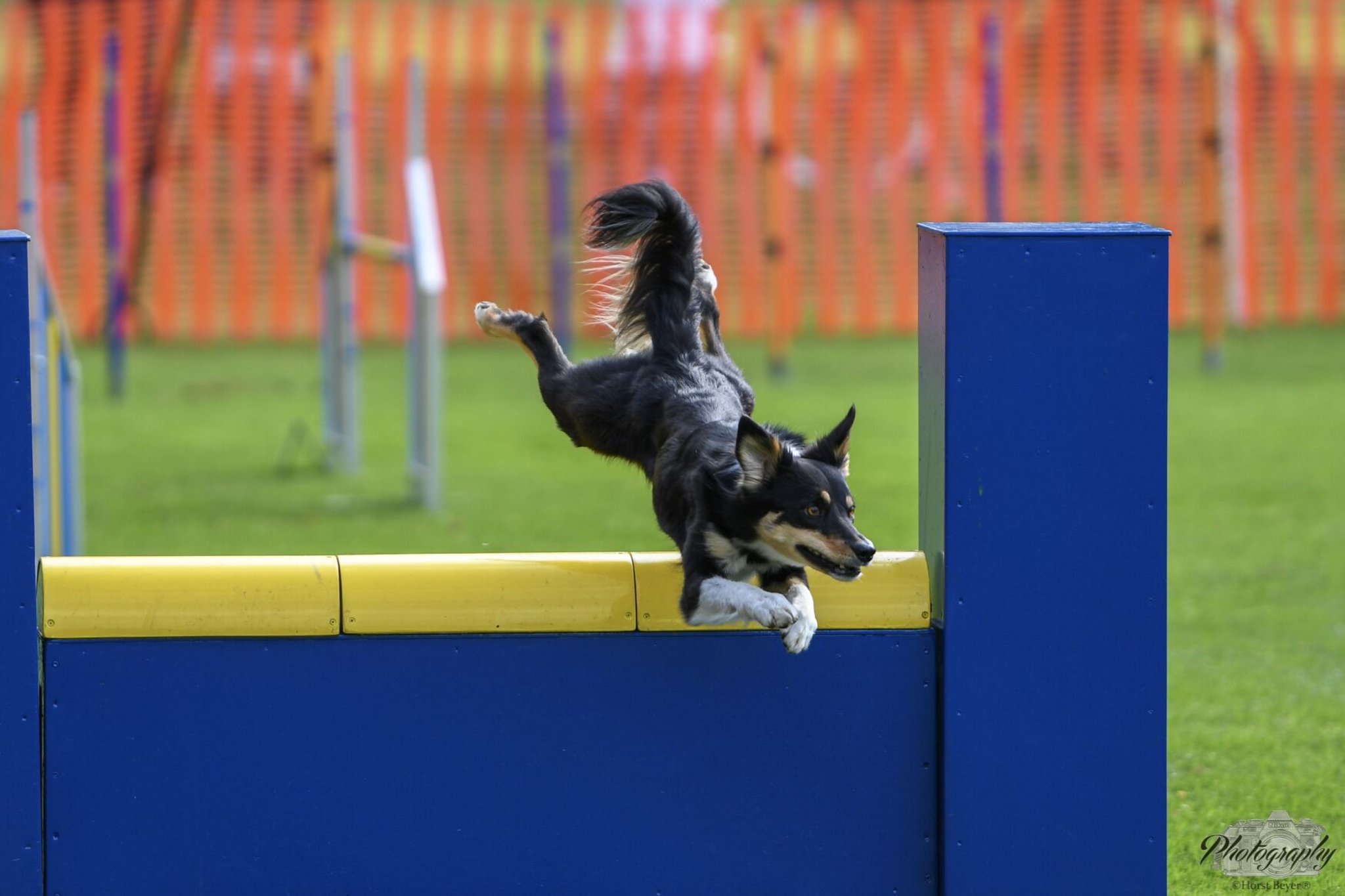Tierecke: Agility ist Spaß für Hund und Herrl - Graz