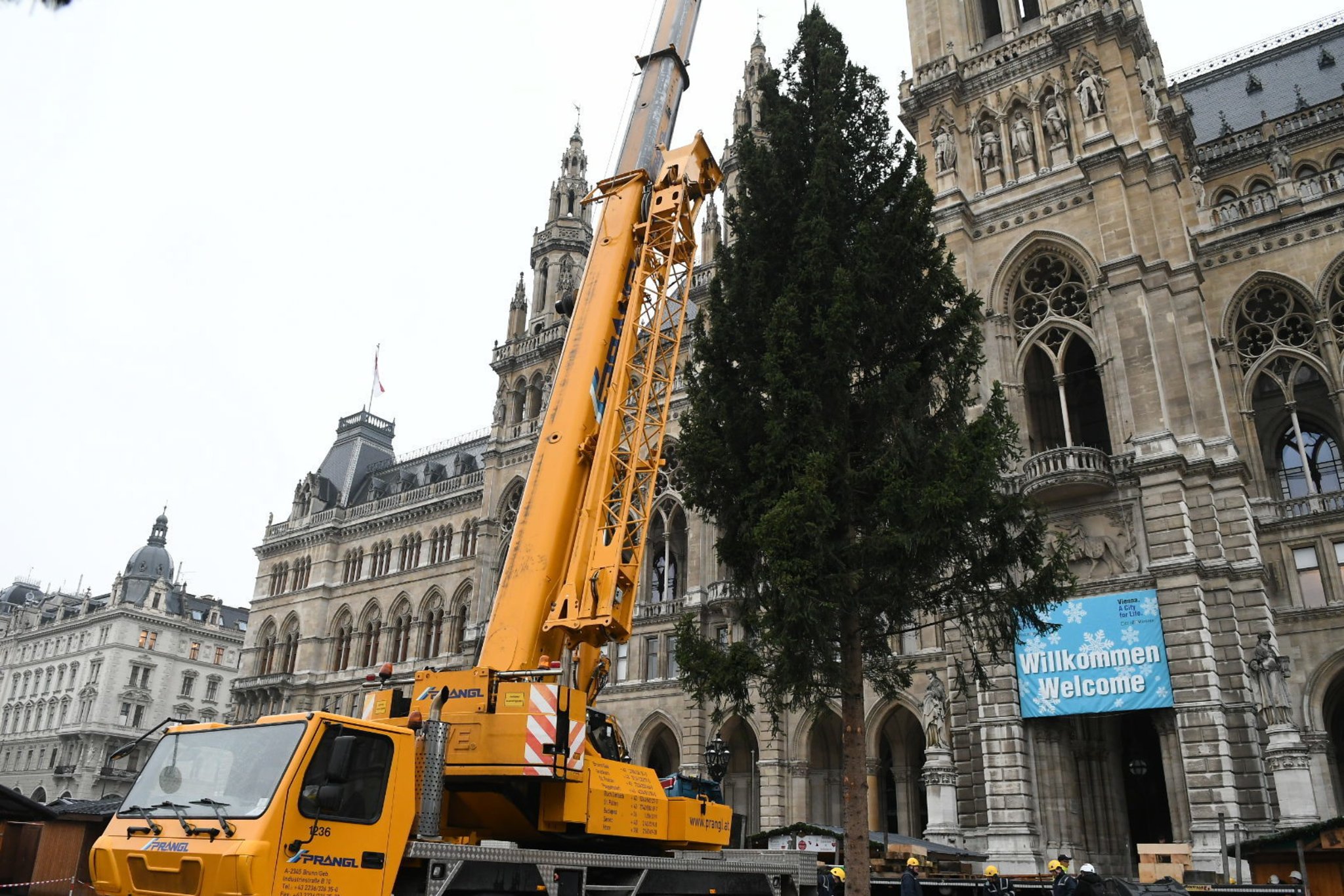 Rathausplatz: Heute kommt der Christbaum für den Rathausplatz - Wien