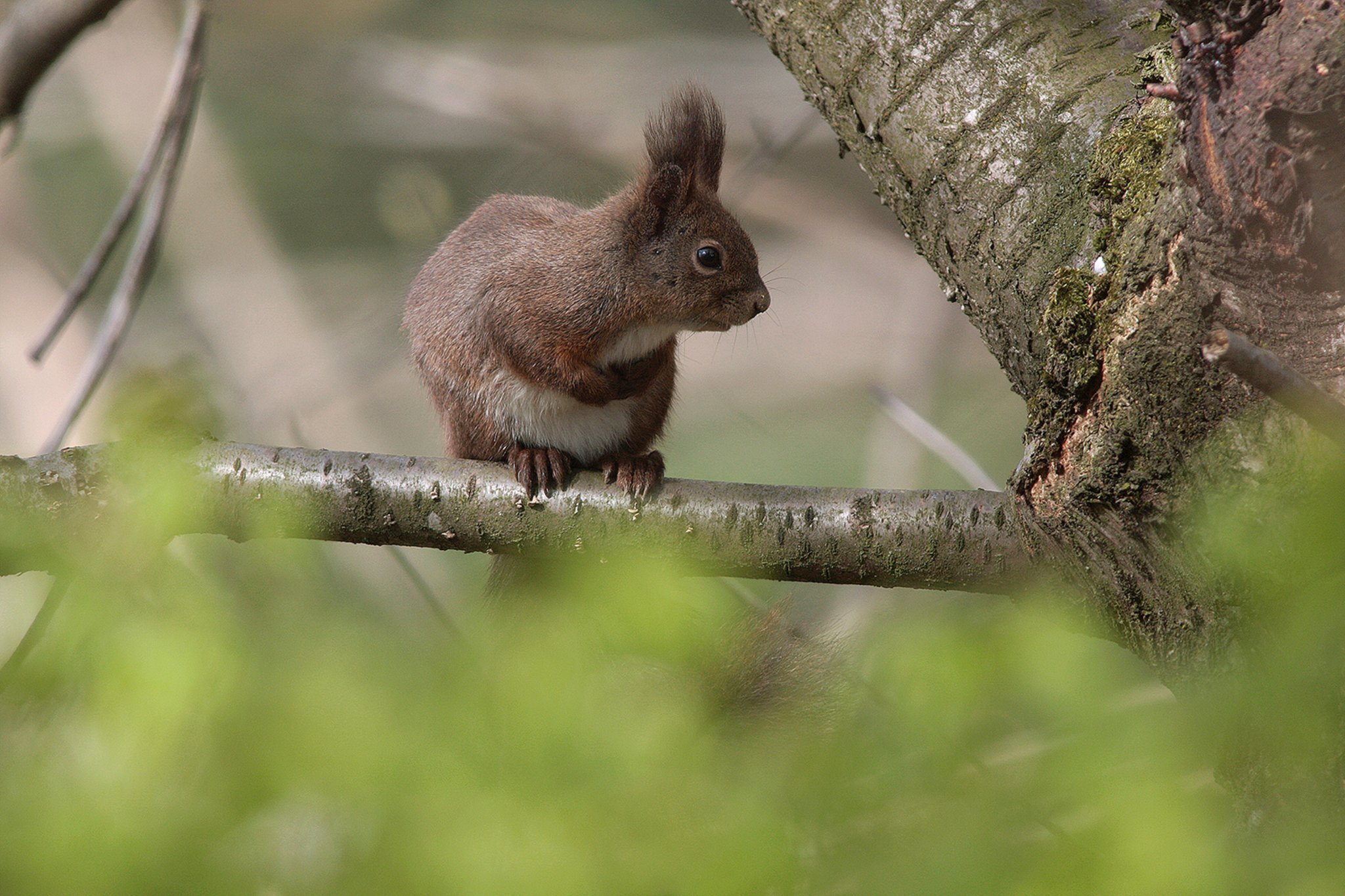 Wildtiere in der Stadt - Linz
