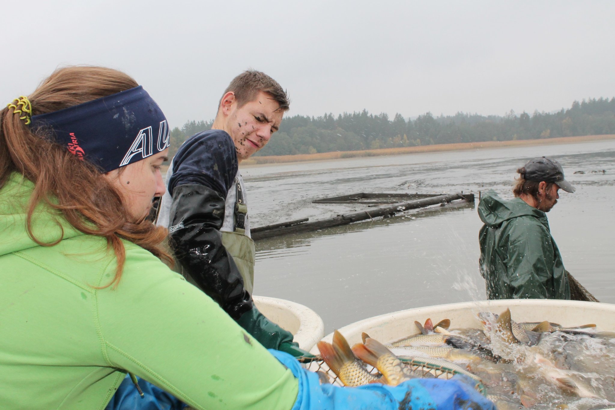 HLUW Yspertal: Schüler fischen tonnenweise Karpfen ab - Zwettl