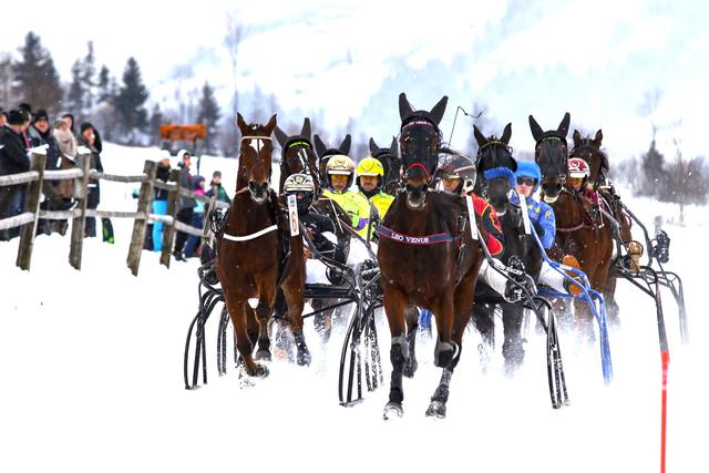 Pferderennen in Kirchberg: Starke Pferdestärken auf der Schneerennbahn ...