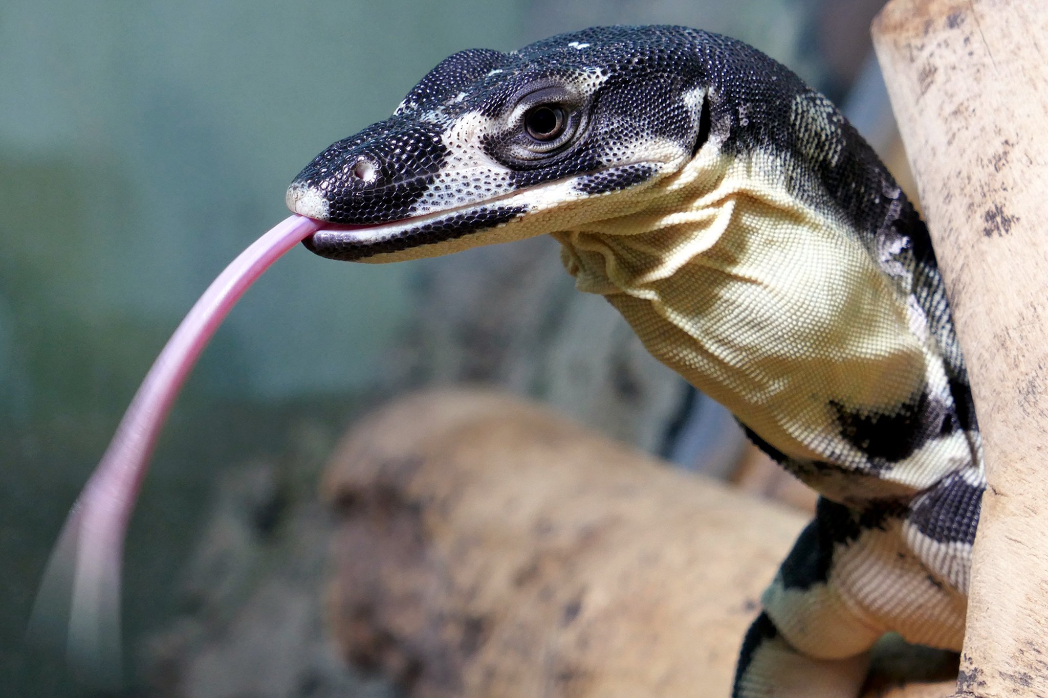 Haus des Meeres: Warane haben ein neues Zuhause in Mariahilf - Mariahilf