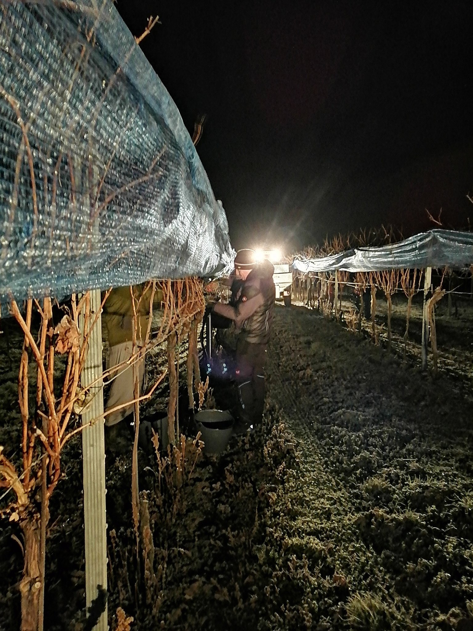 Premiere: Erster Eiswein aus Hagenbrunn - Korneuburg