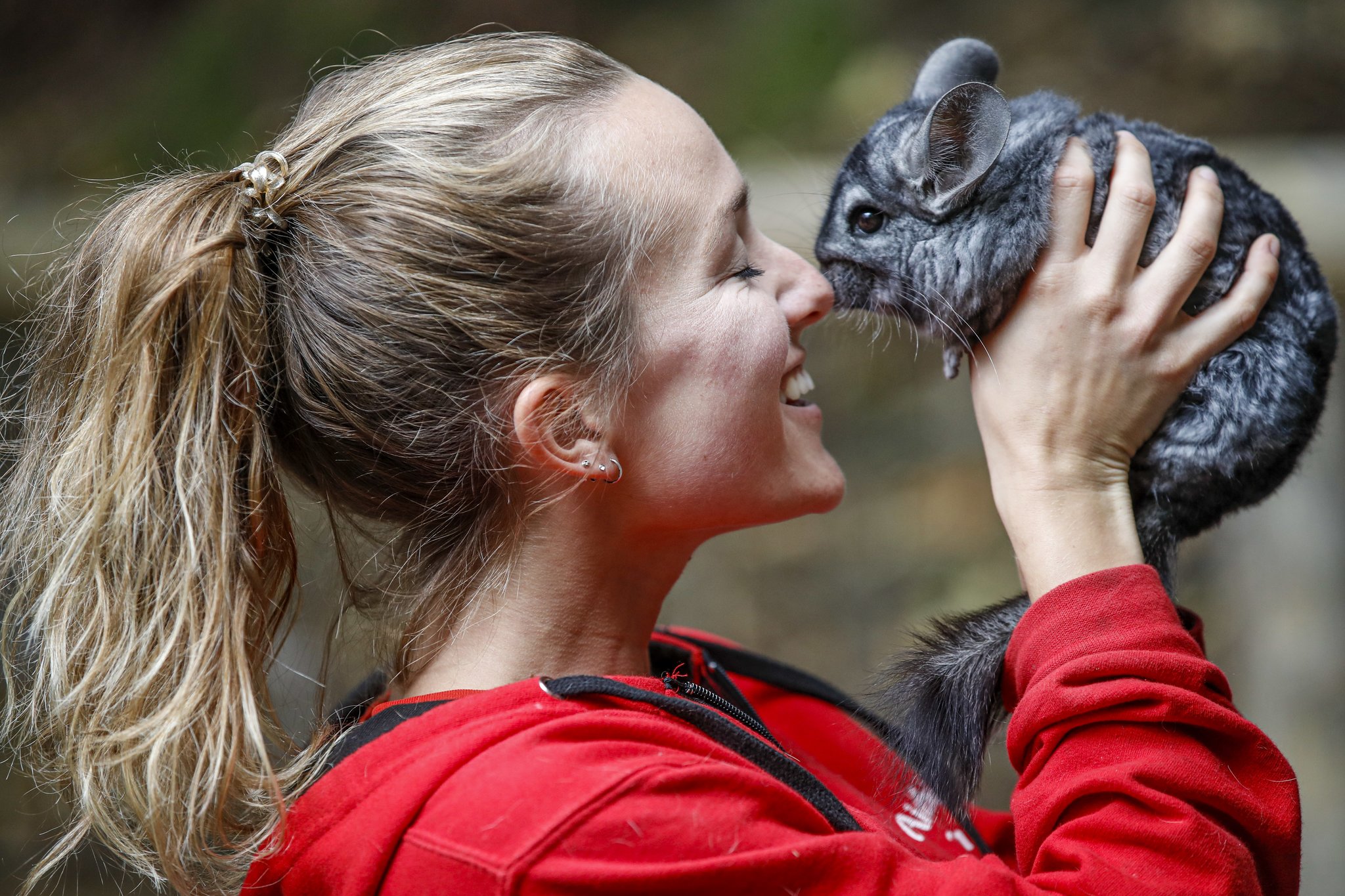 Chinchilla „Pit“ findet auf Gut Aiderbichl ein neues Zuhause - Flachgau