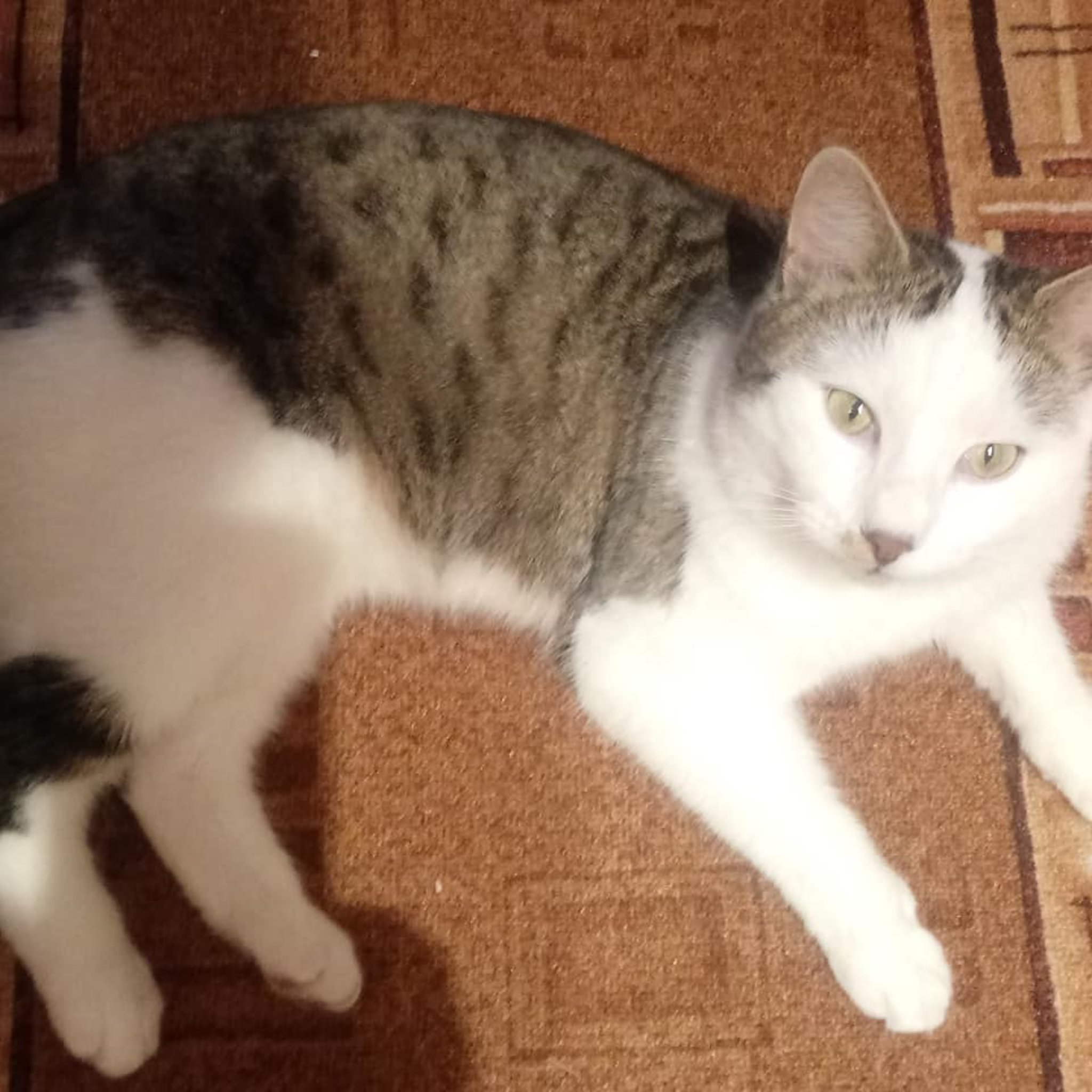 Katze gesucht: Kater Paulchen aus Altenfelden abgängig - Rohrbach