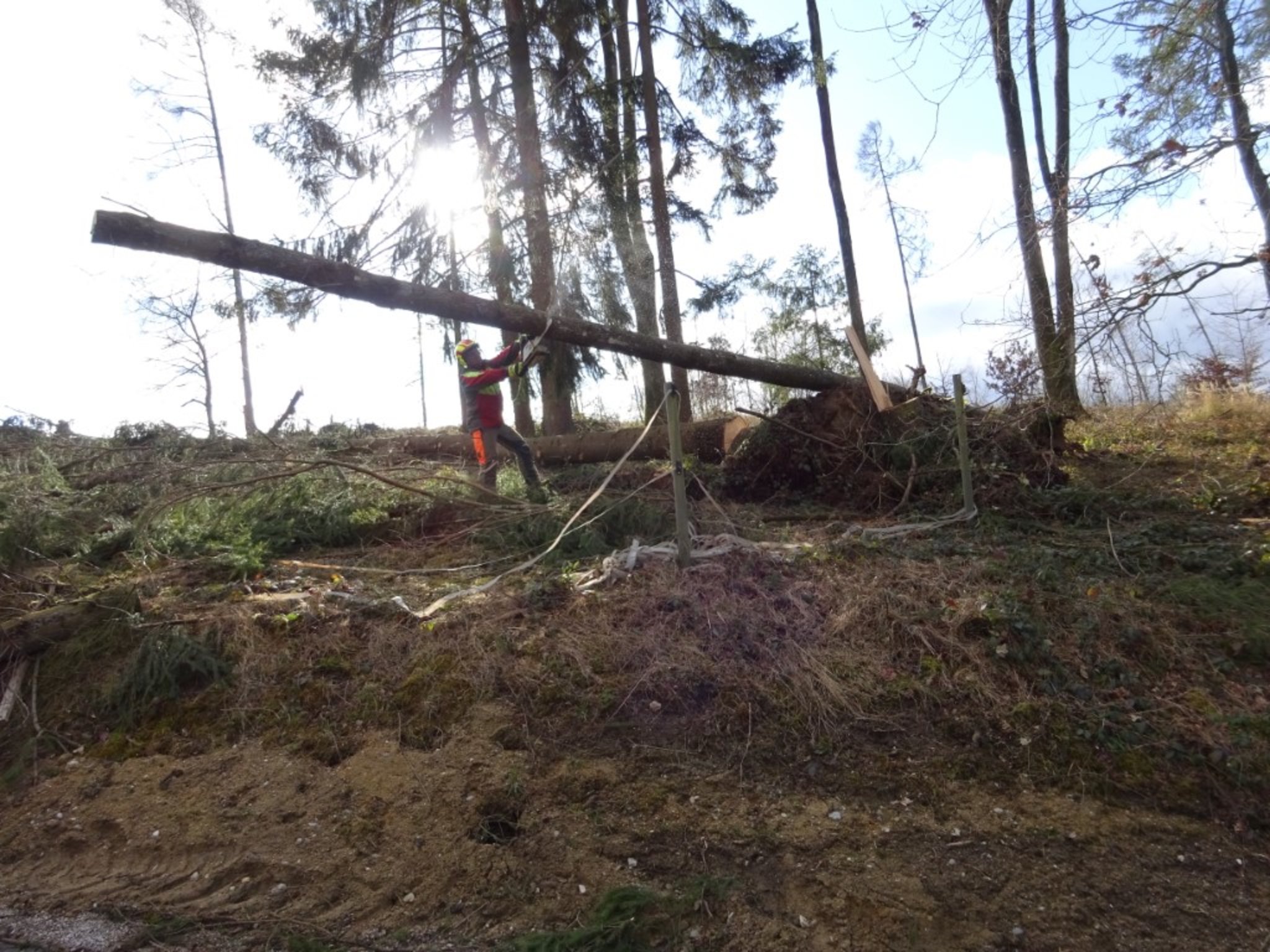 Baum blockierte Straße in Lina - Perg