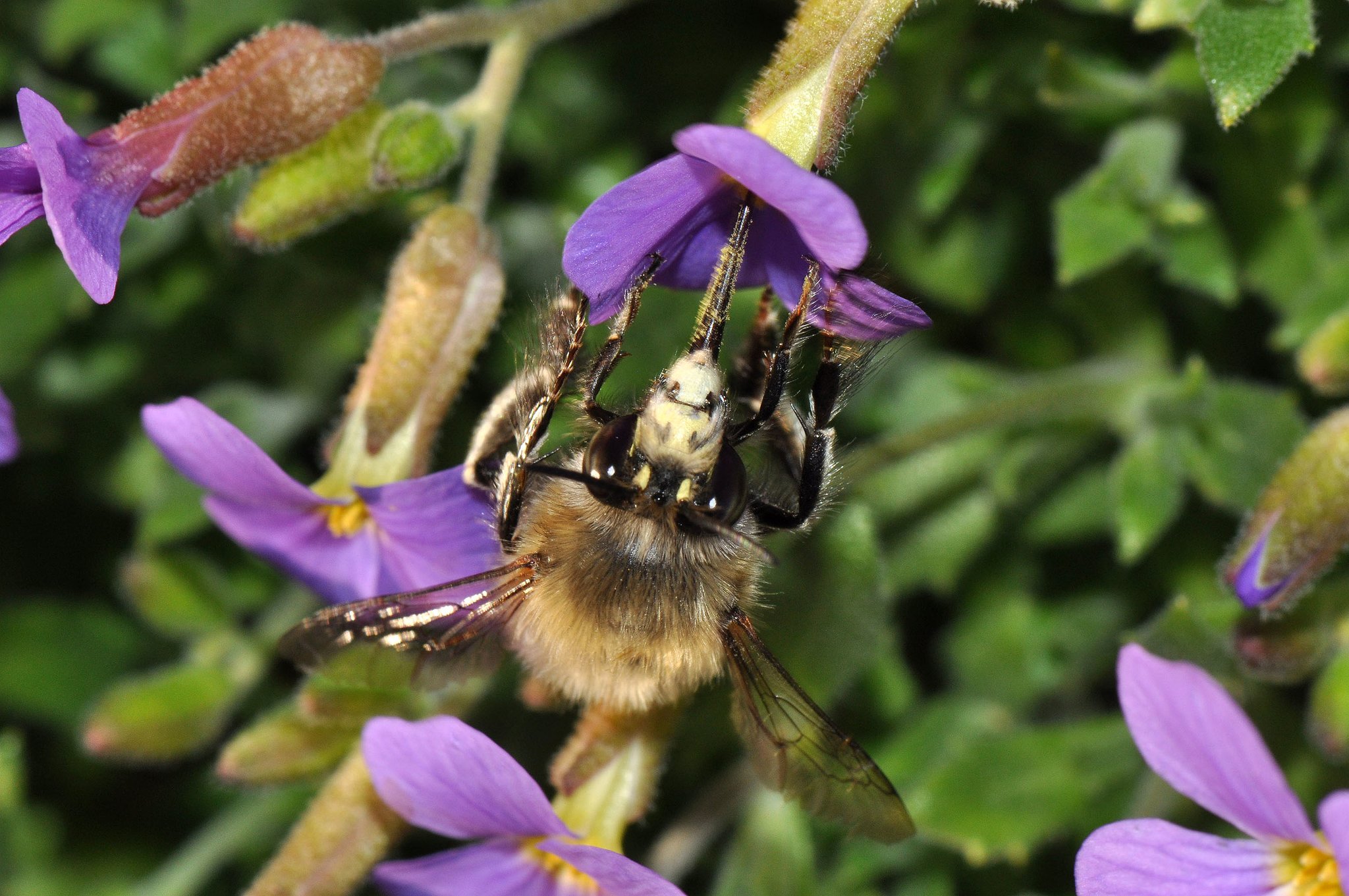 Naturschutzbund OÖ: Was passiert mit Wildbienen im Winter? - Linz