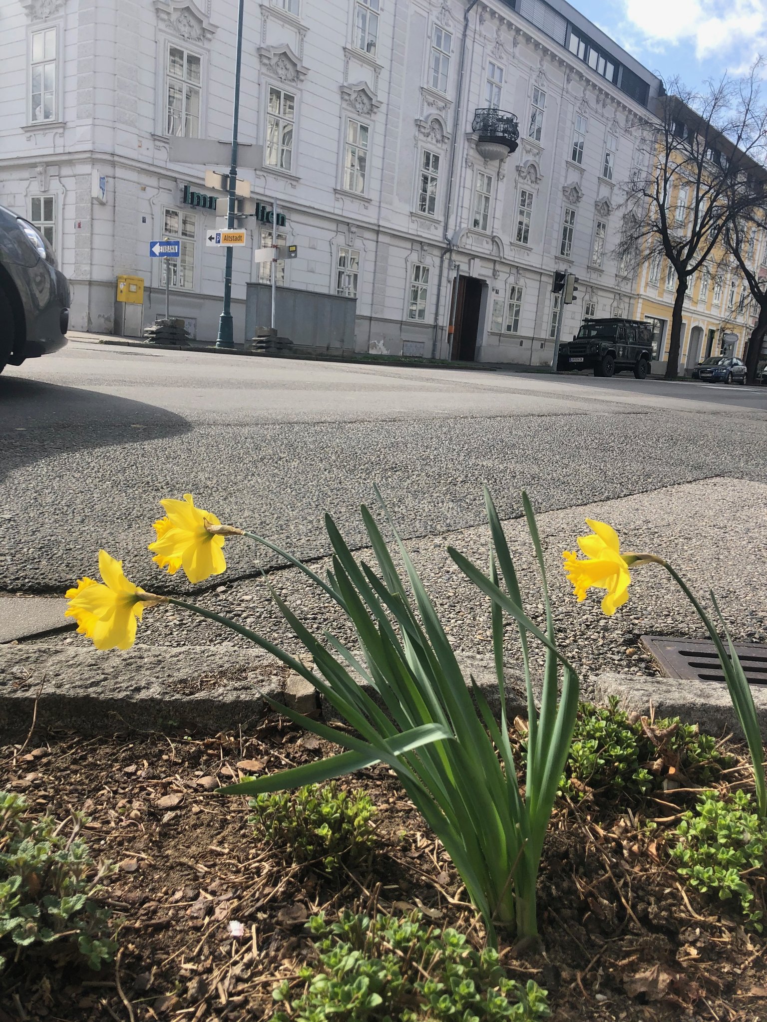 Frühling: Tapfere Blume - Krems