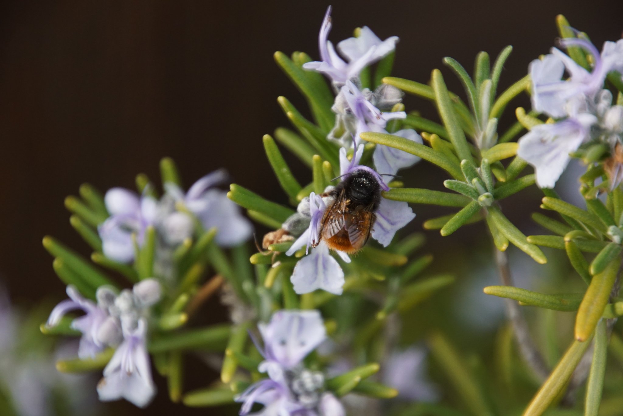 Garten: Hummeln tummeln - Liesing