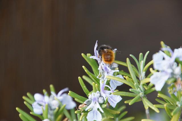 Garten: Hummeln tummeln - Liesing