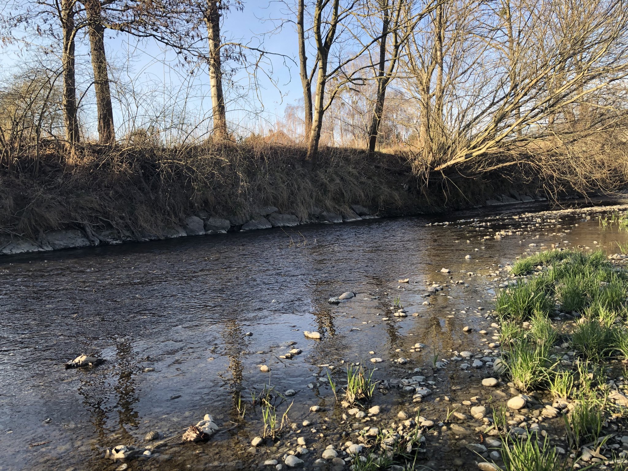 Fluss-Serie: In der Leitha fließt klares Wasser - Bruck an der Leitha