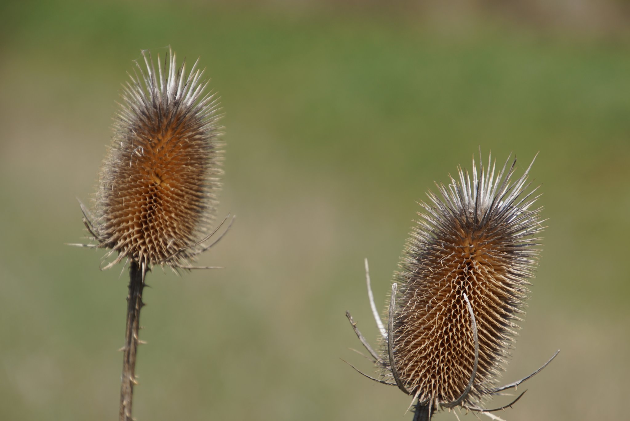 Pflanzen: Trockene Disteln - Liesing