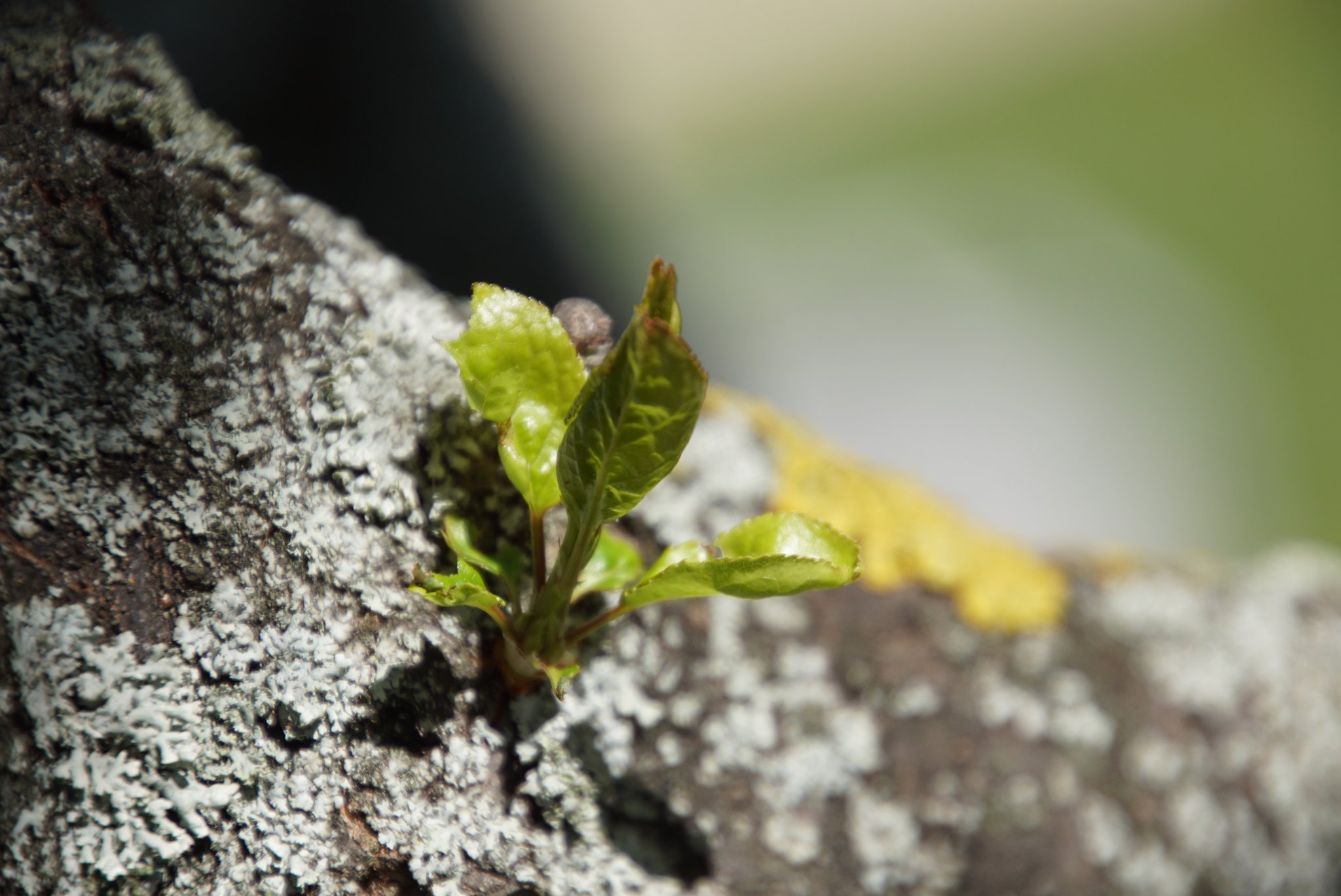 Garten: Kriecherlbaum - Liesing