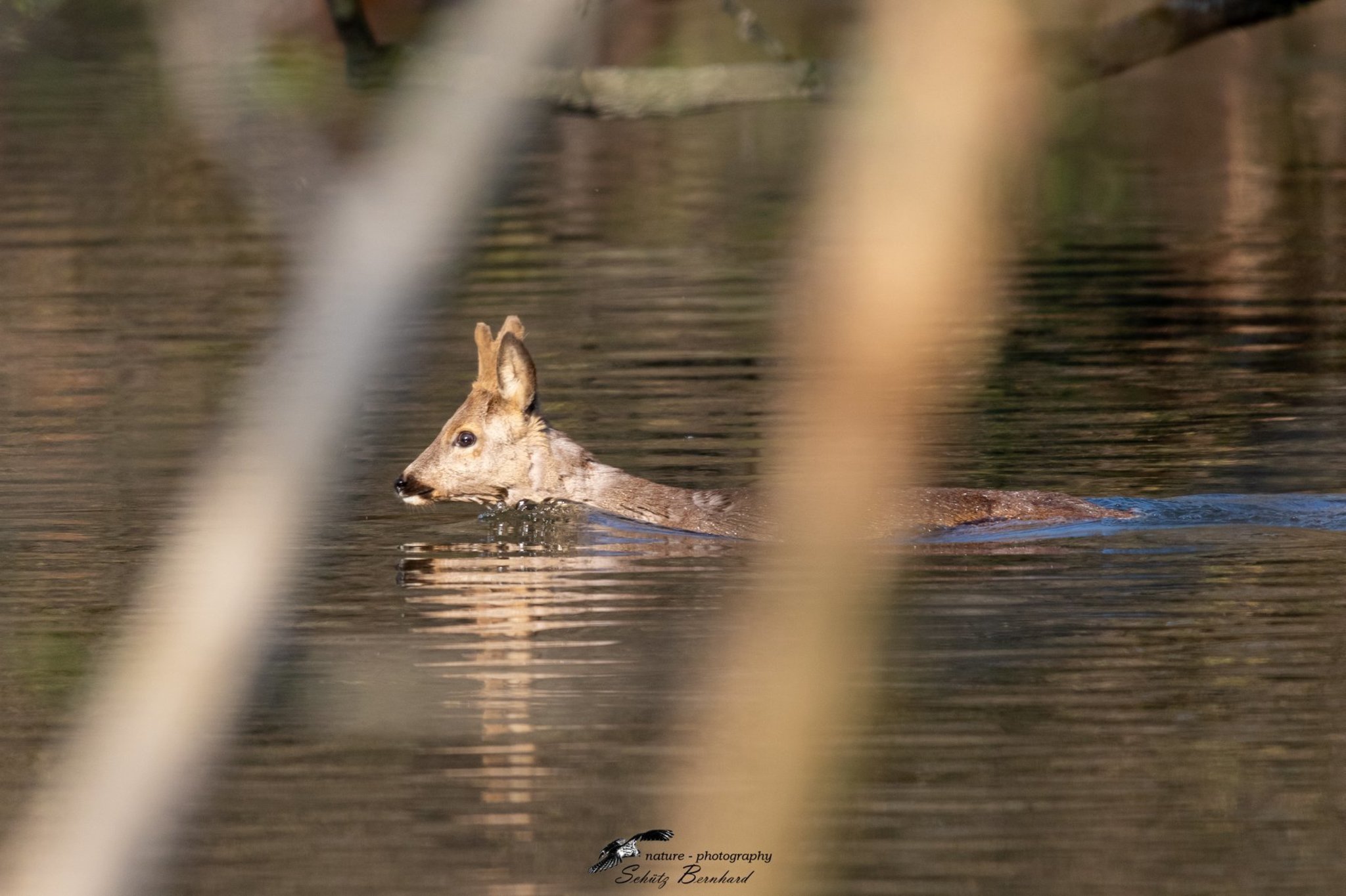 Mein Fluss - Die Leitha: Paradies mit Regeln - Baden