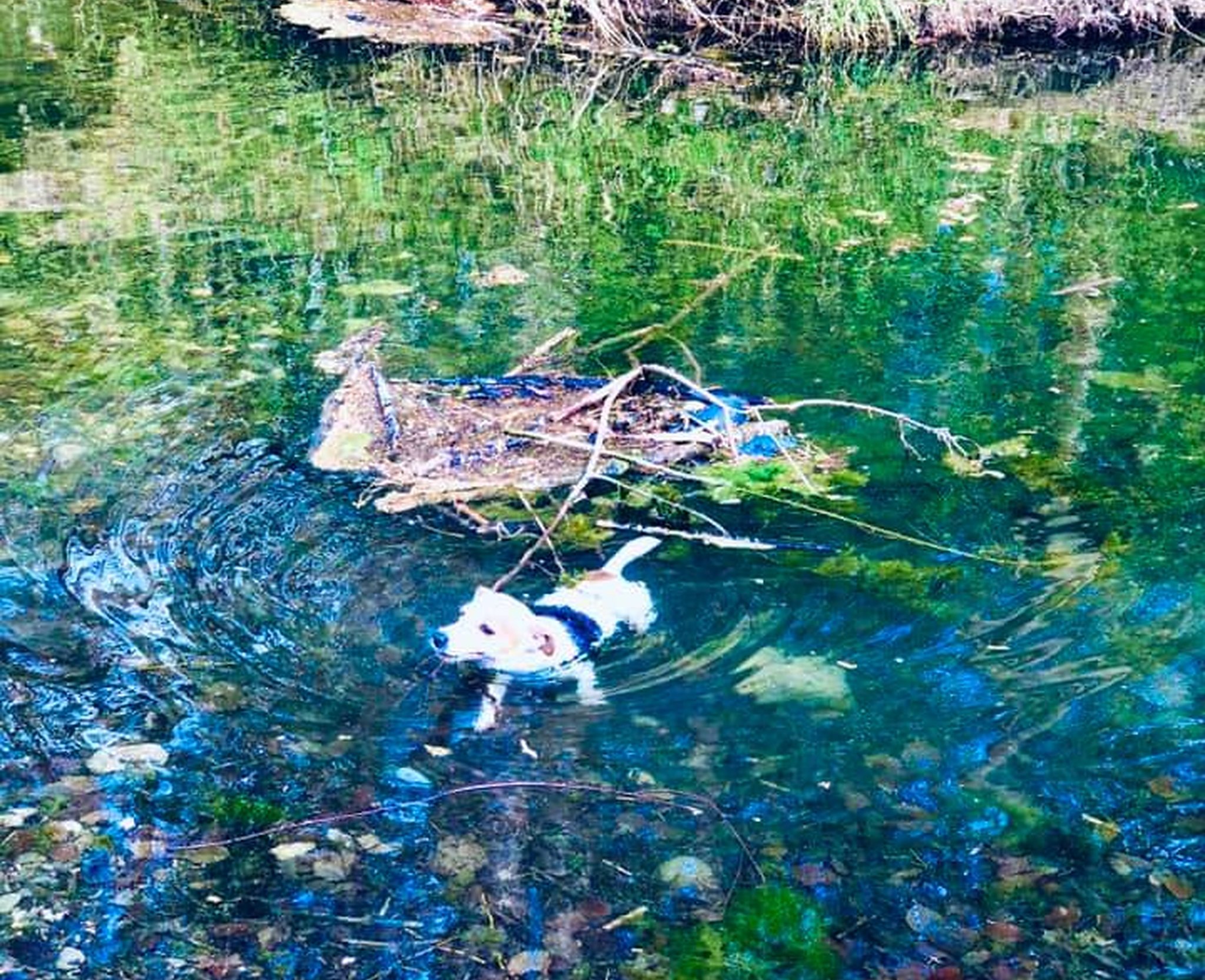 Mein Fluss - Die Schwechat: Im Paradies am Fluss gibt es auch Regeln ...