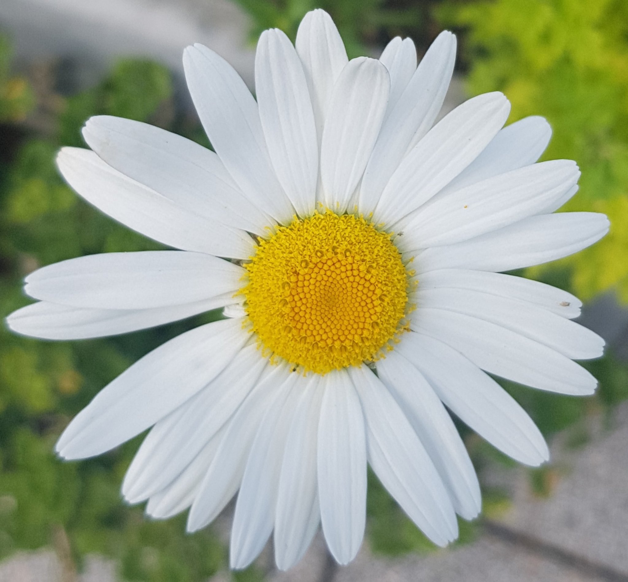 Politik: Ich bin verwirrt. - Favoriten