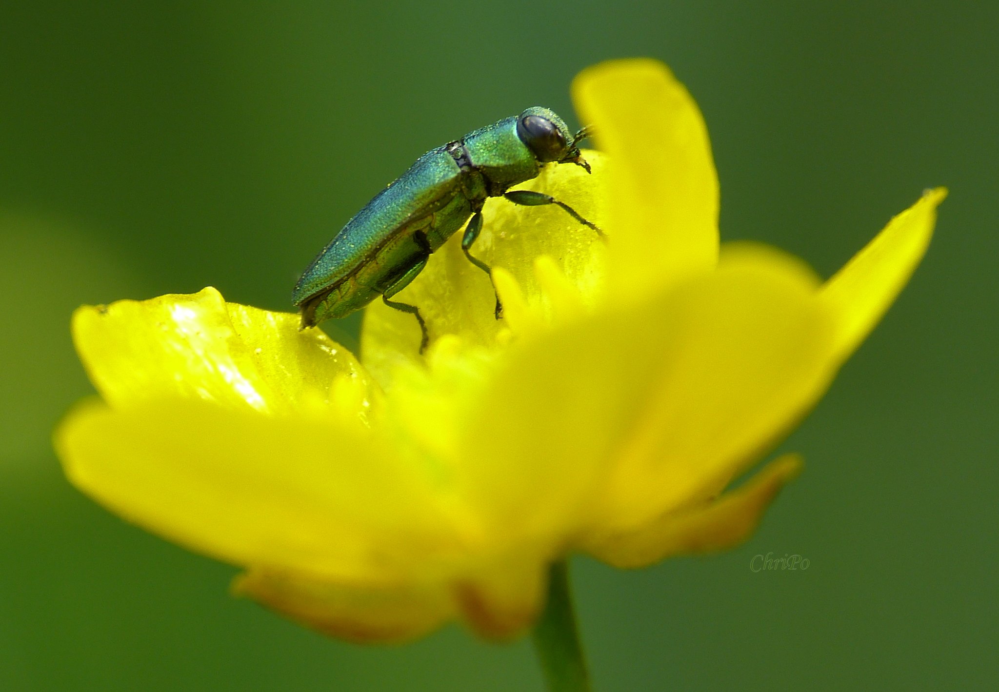 Zierlicher Prachtkäfer - Ottakring
