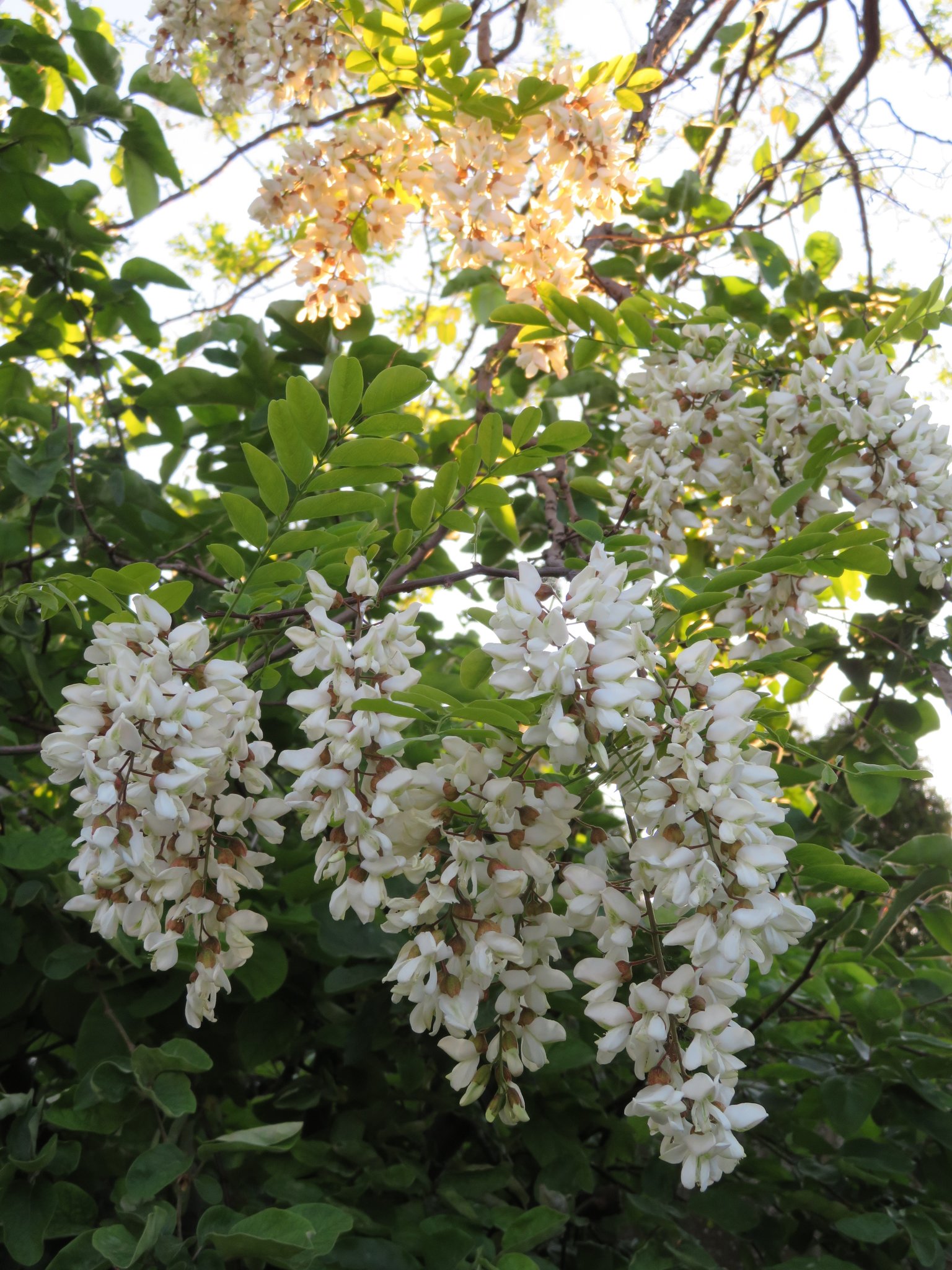 Frühling: Wenn der Akazienbaum blüht - Neusiedl am See
