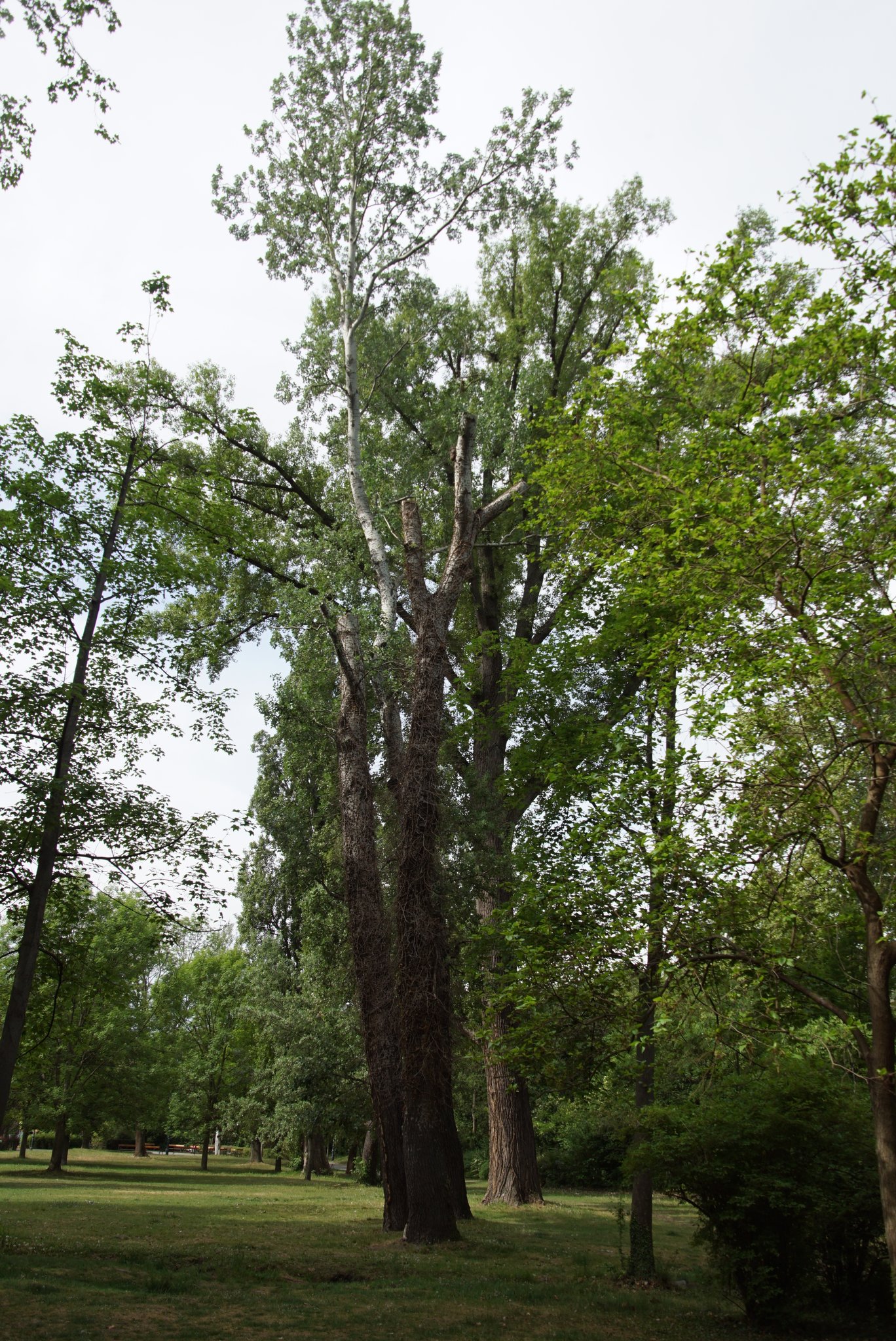 Natur: Schmarotzer - Liesing