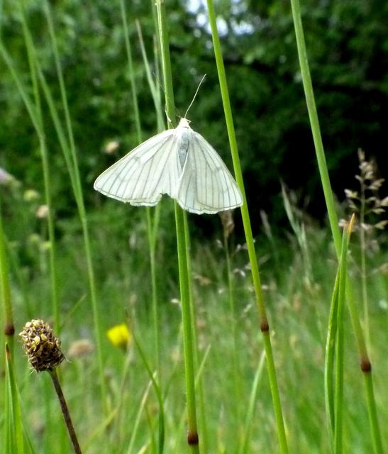 Hartheu-Spanner Siona lineata - Ottakring