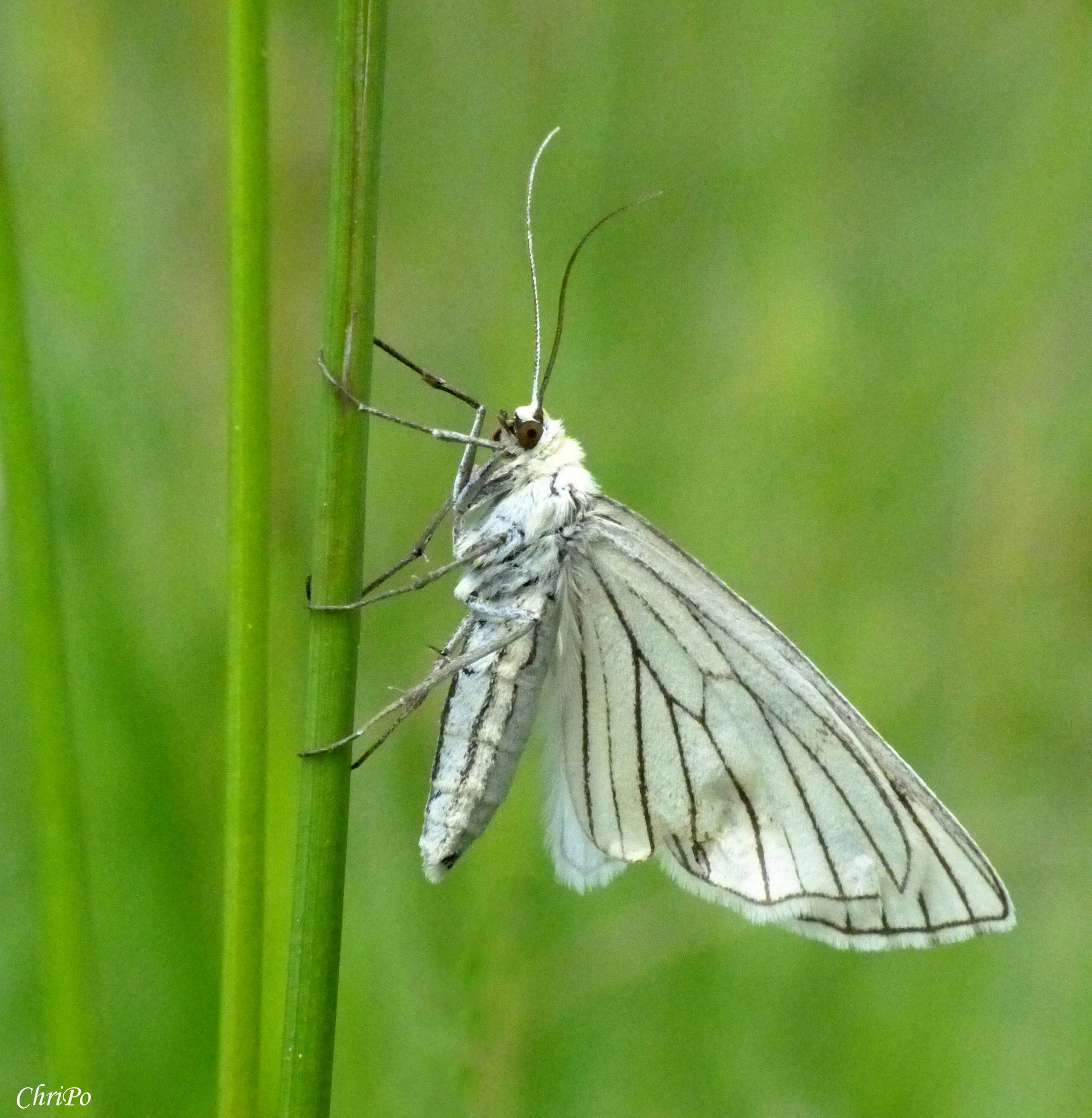 Hartheu-Spanner Siona lineata - Ottakring