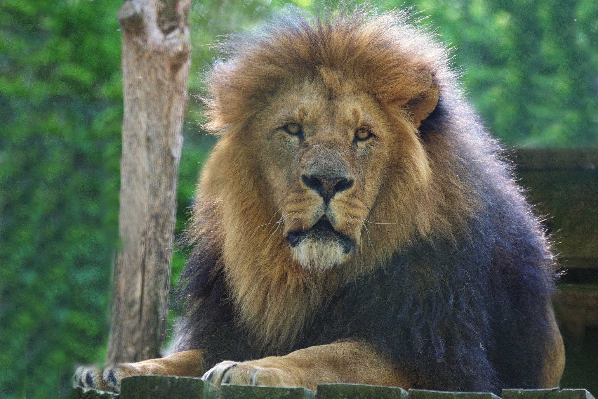 Ab 15.Mai: Tiergarten Walding wieder täglich ab 9 Uhr für Besucher ...