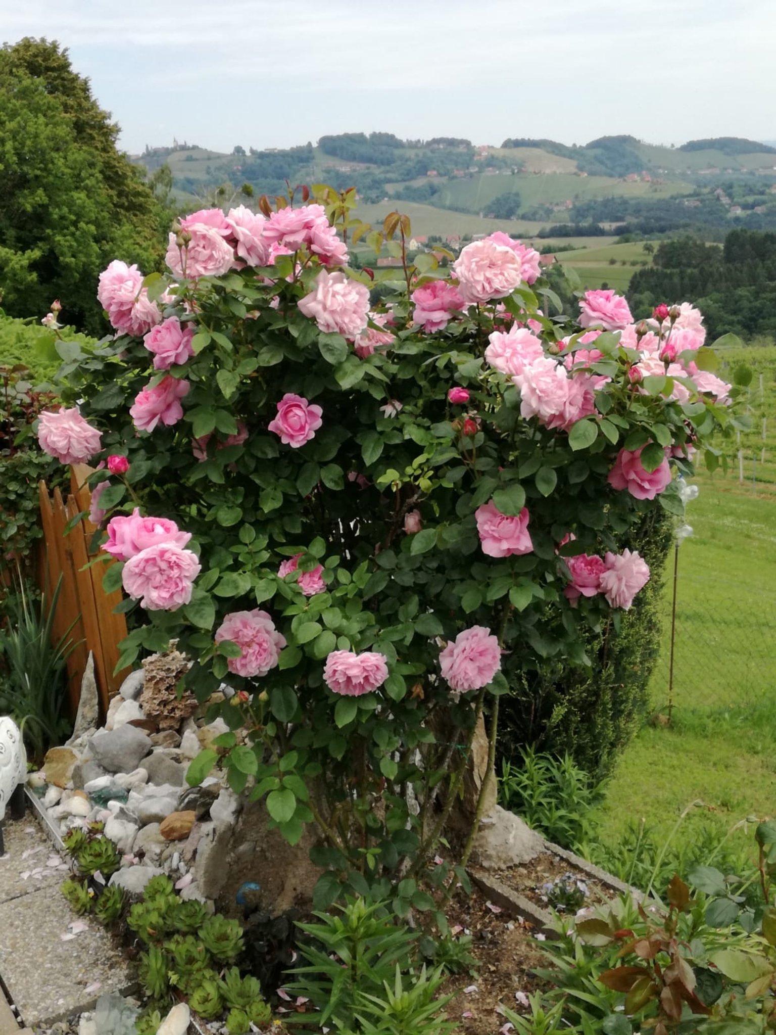 Schnappschüsse: Die Rosen blühen schon in Gleinstätten - Leibnitz