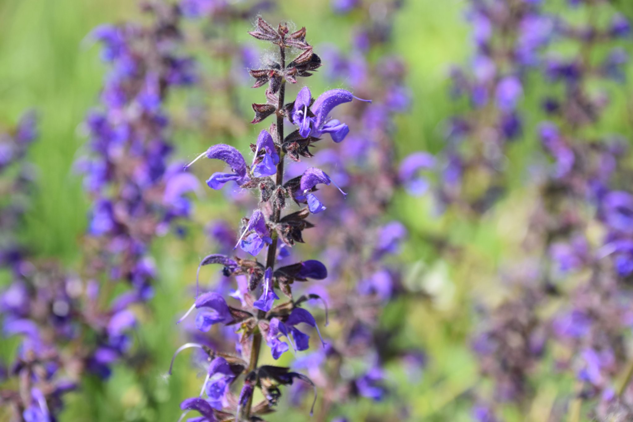 Naturschutzbund OÖ: Mehr als nur Grün: Der Wiesen-Salbei - Linz