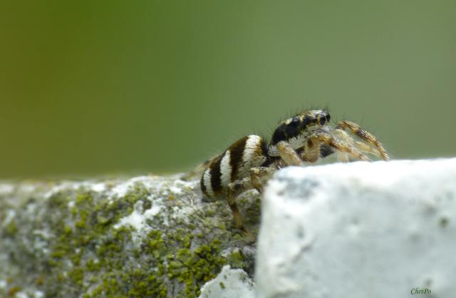 Zebraspringspinne (Salticus scenicus) - Ottakring