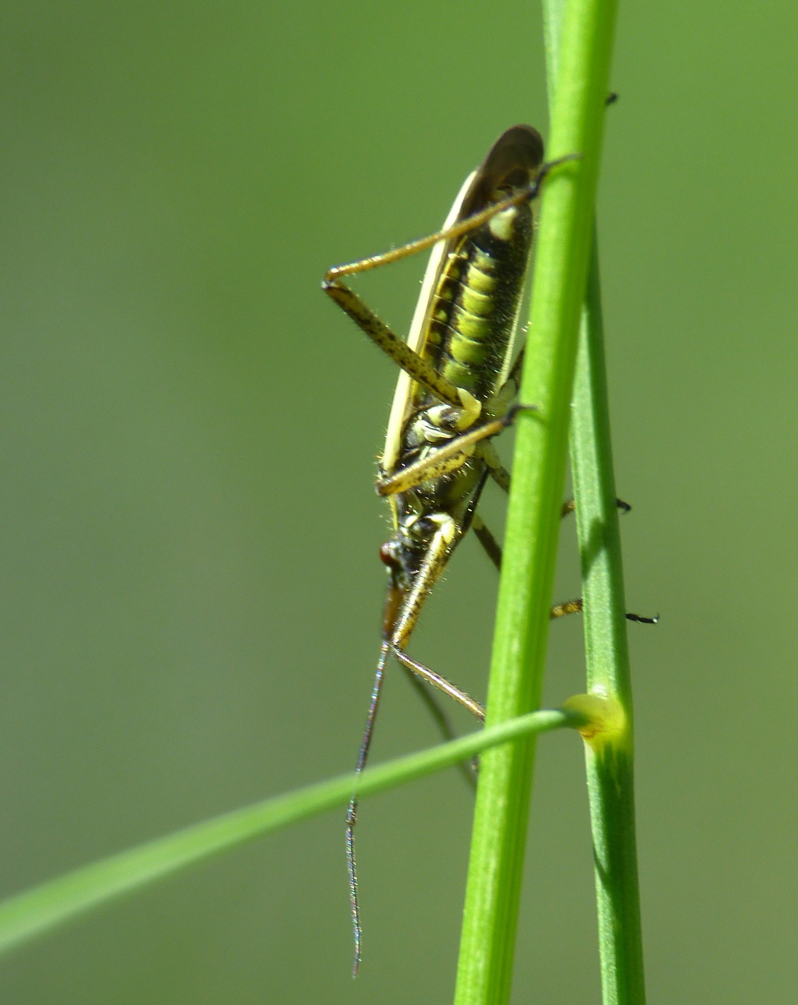 Leptopterna dolabrata - Ottakring