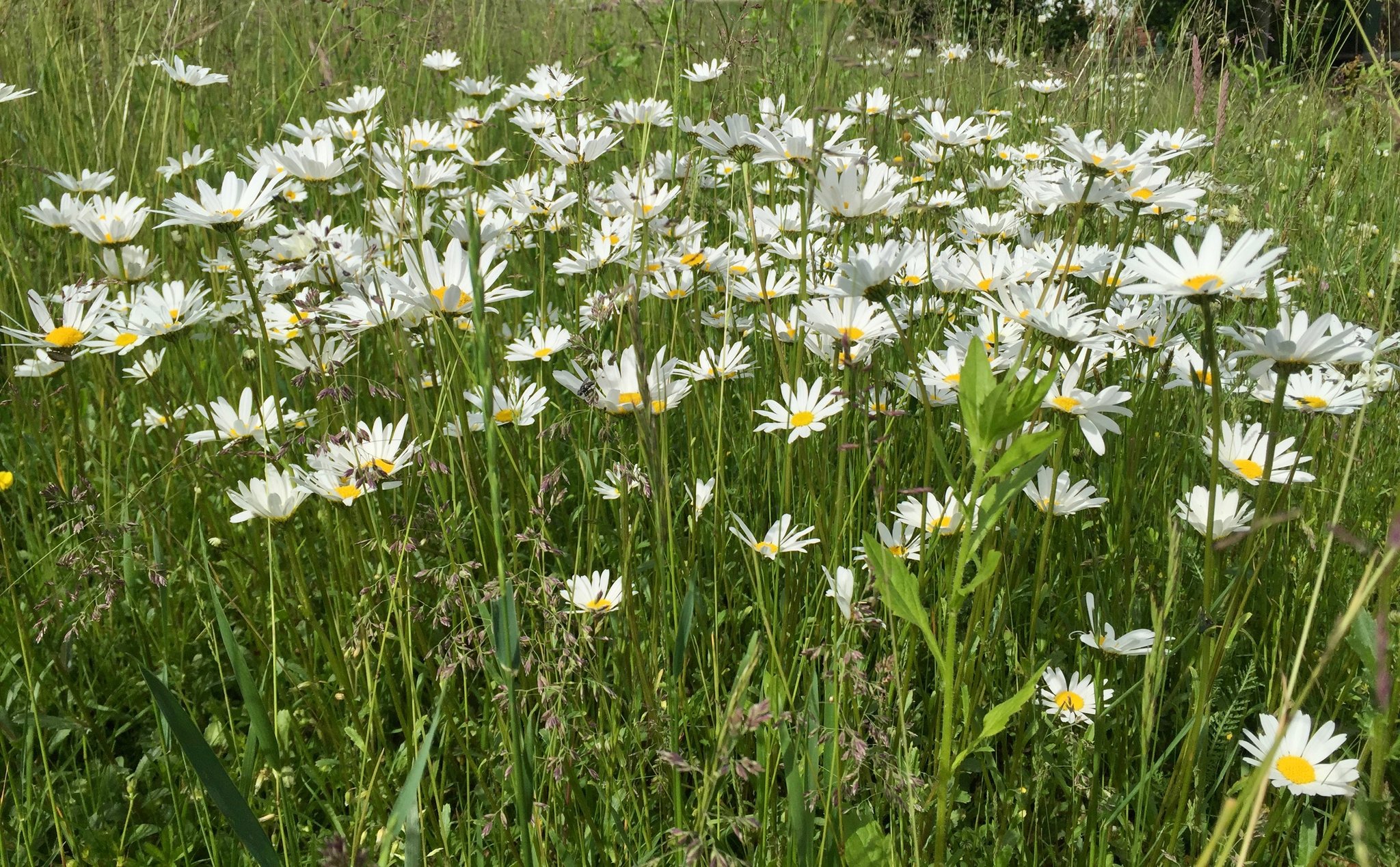 Wiesenblume: Margeriten - Graz-Umgebung