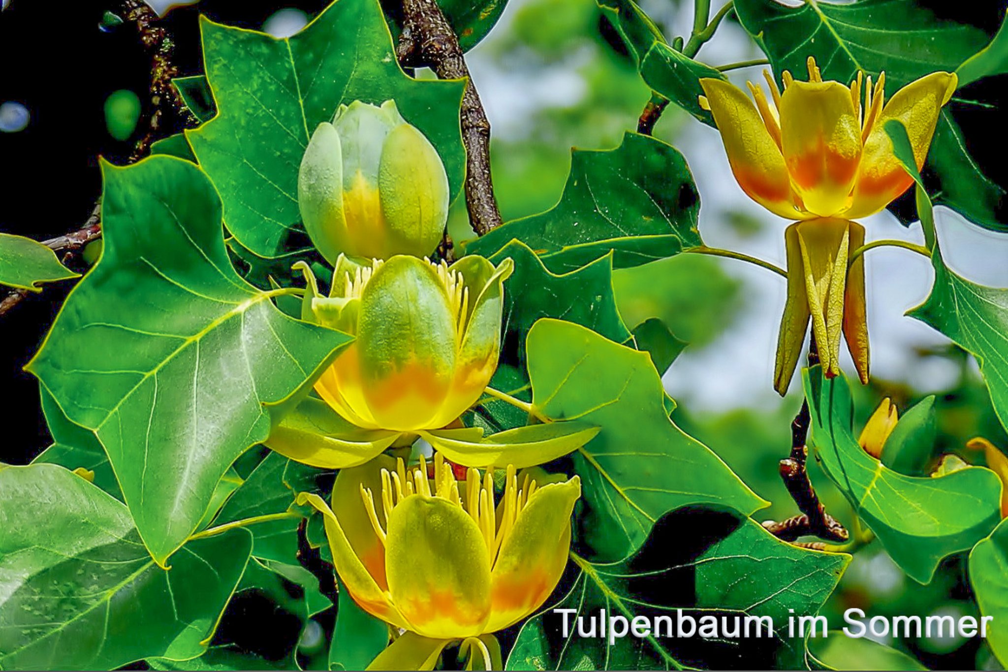 Blte Des Tulpenbaumes