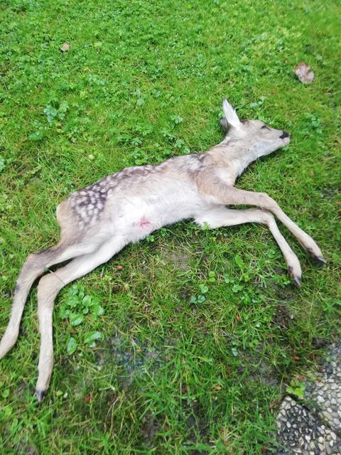 totes Reh - Thema auf meinbezirk.at