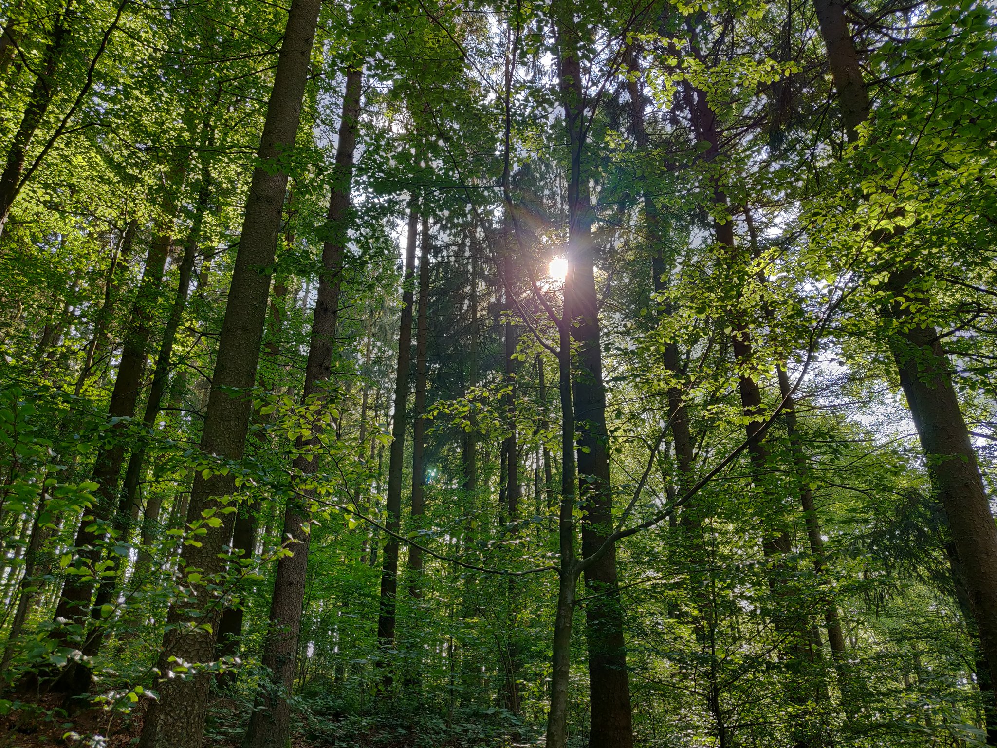 Die "Woche des Waldes 2020" vom 11. bis zum 14. Juni ...: Jeder grüne ...