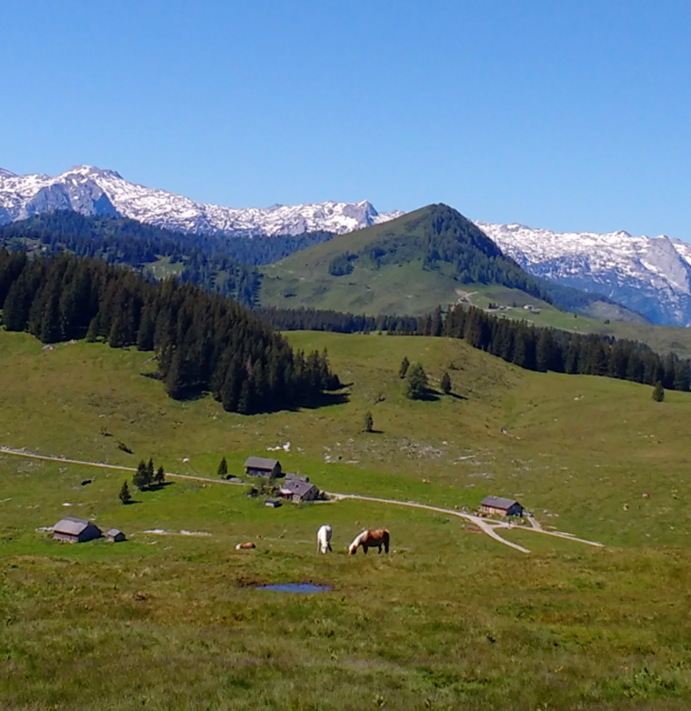 In der Postalm wandern: Wanderparadies Postalm - Tennengau