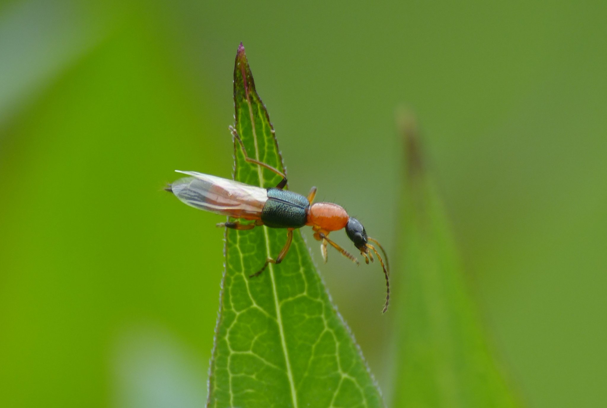 Bunter Uferkurzflügler - Paederus riparius - Ottakring