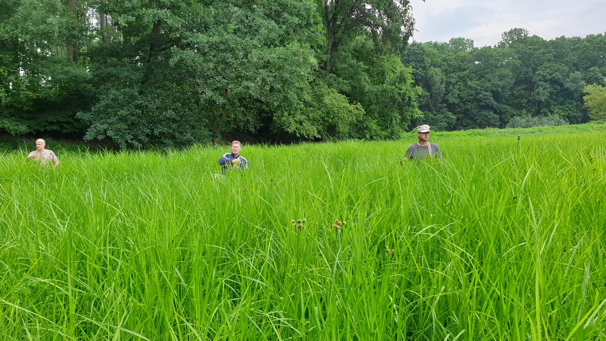 Stechmückenzeit: Hohenaus Gelsenwehr voll im Einsatz - Gänserndorf
