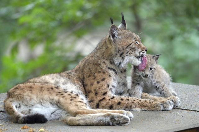 Nachwuchs im Tiergarten Schönbrunn: Das Luchs-Baby ist jetzt erstmals ...
