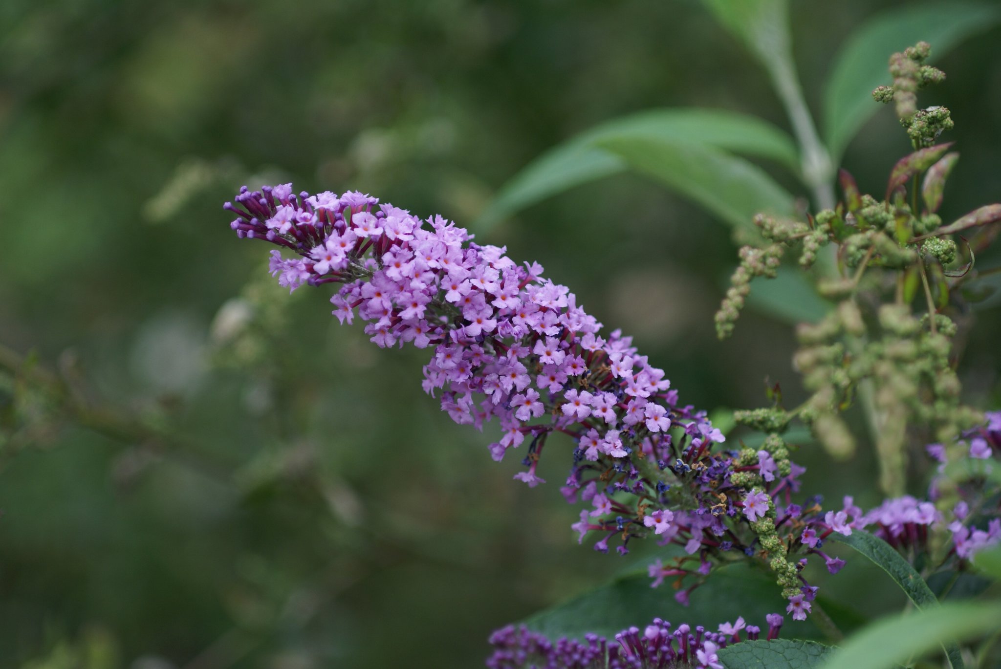 Wissenschaftlicher Name: Buddleja davidii Franch: Der Sommerflieder ist ...