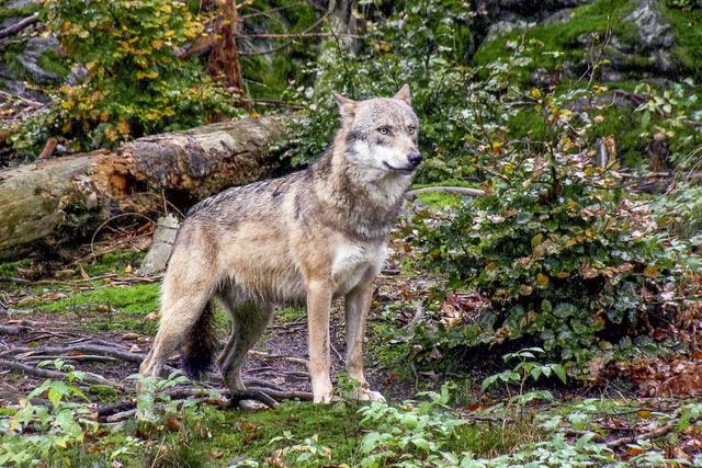 NATURSCHAUSPIEL: Auf den Spuren von Luchs und Wolf - Freistadt