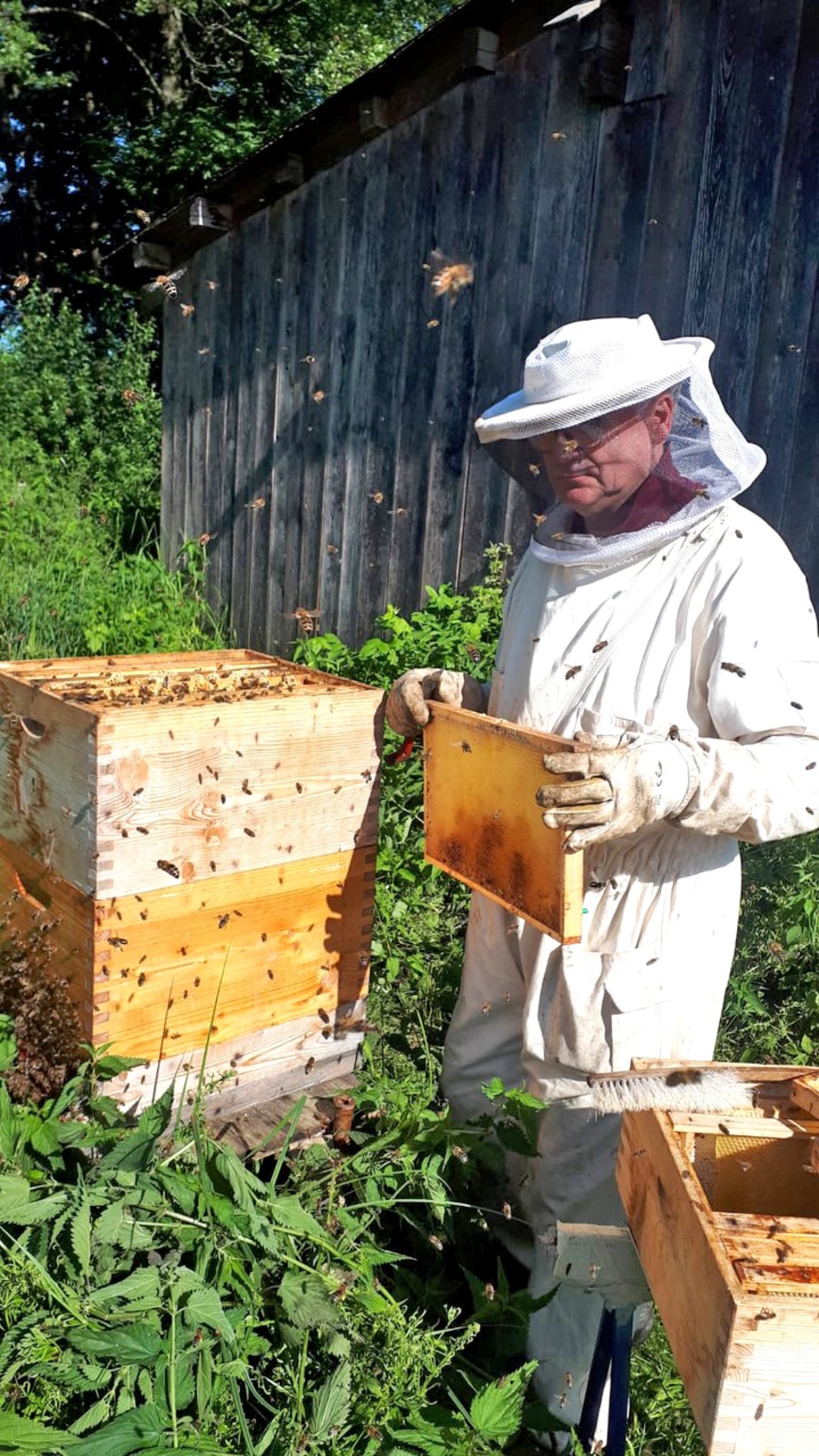 Drittwichtigstes Nutz-Tier: 650 Imker in Amstetten: ,Wir bauen Bienen ...