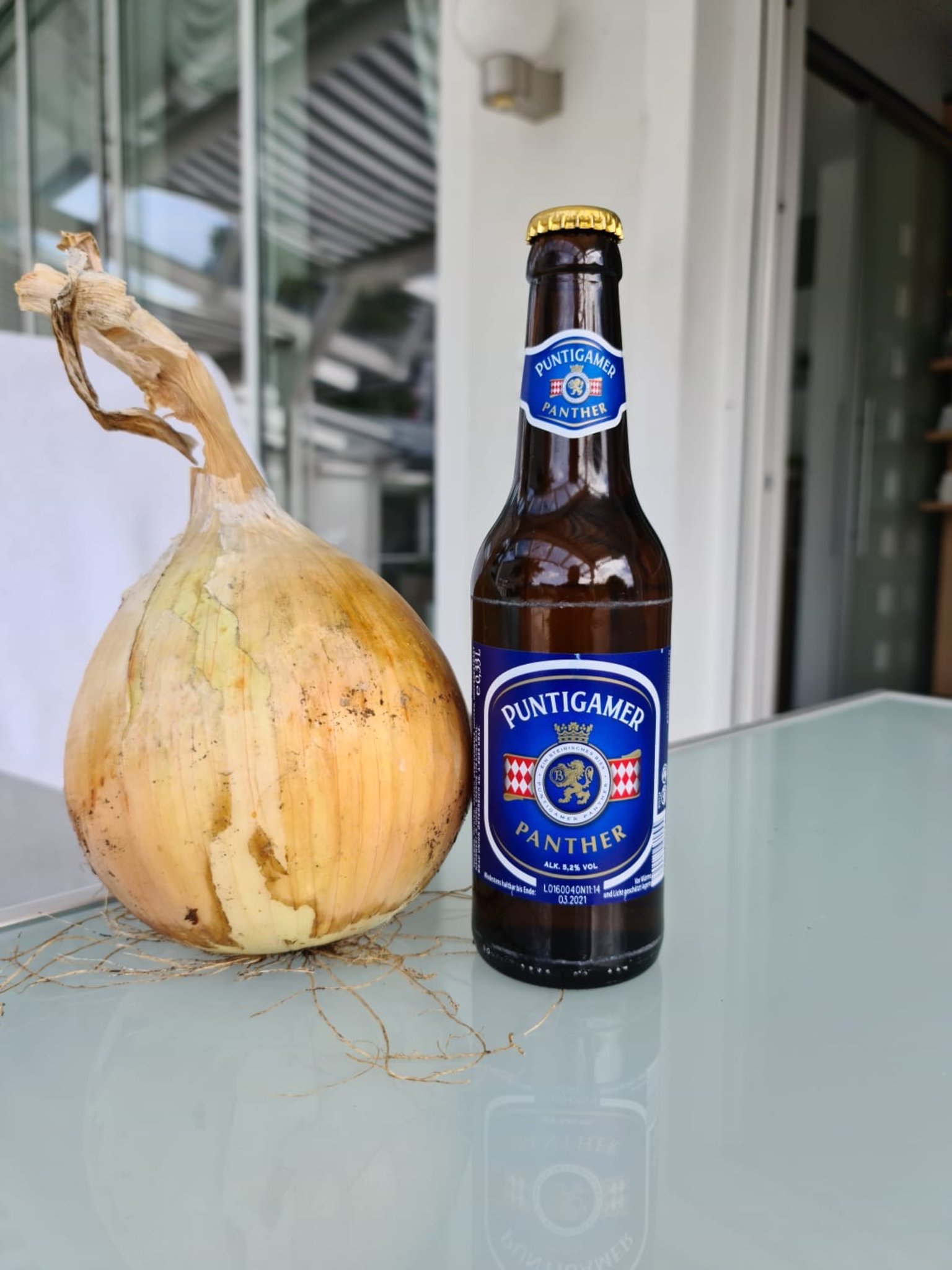 Riesenzwiebel: "Petzi" bringt 1,198 Kilogramm auf die Waage - Leibnitz