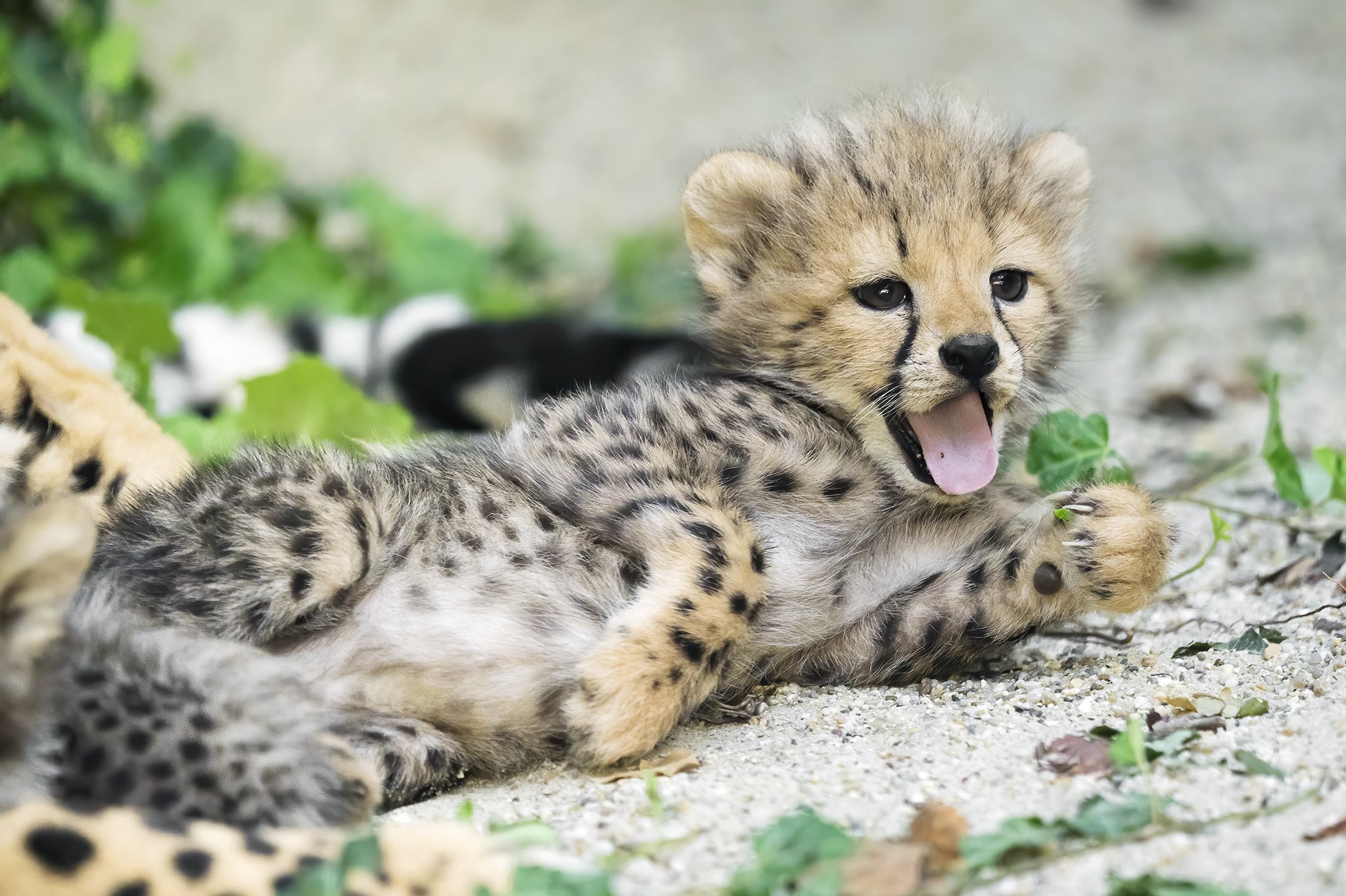 Baby-Boom in Bildern: Alle Tierbabys in einem Kalender - Hietzing