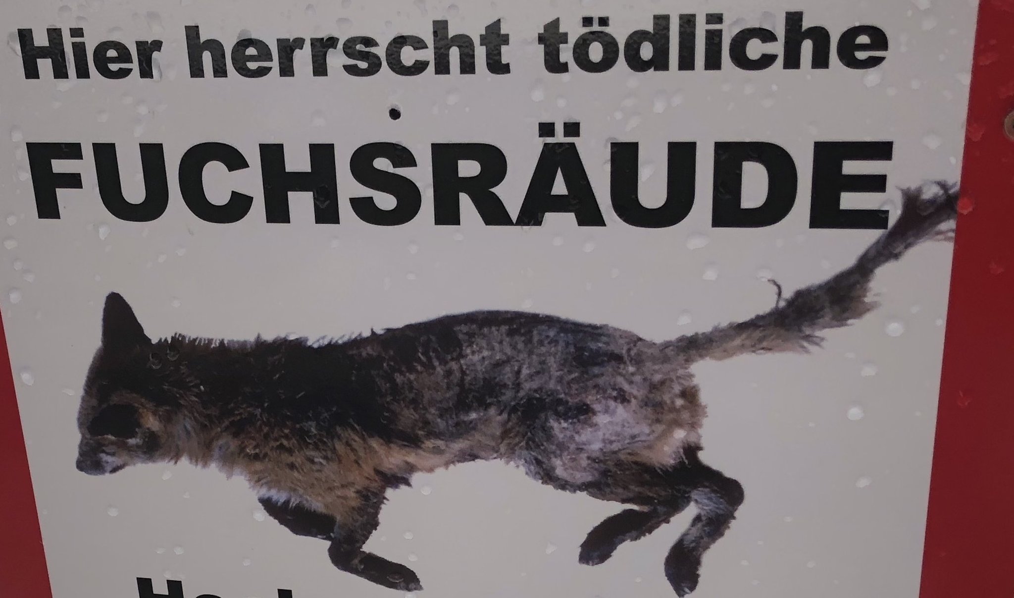 Achtung Fuchsräude: Hinweis auf Füchse in der Südsteiermark - Leibnitz