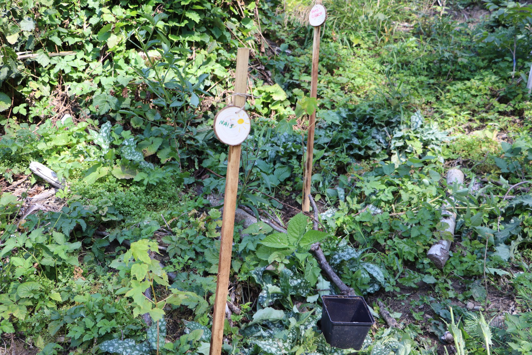 Studie: Für das Klima – Baum für Baum - Innsbruck